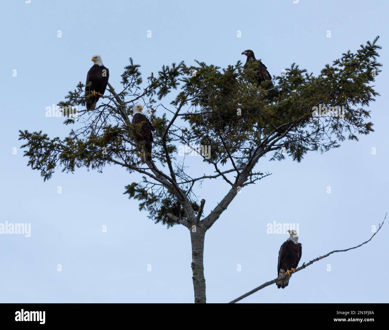 Bald eagles flock coast haliaeetus hi-res stock photography and images - Alamy