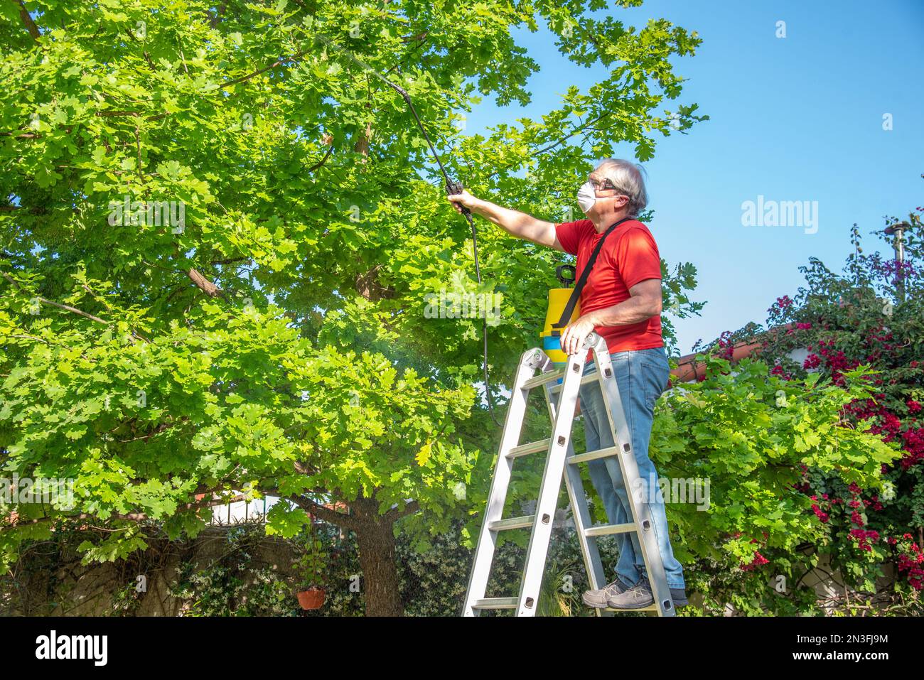 Senior man standing on a metal ladder while spraying insecticide on the ...