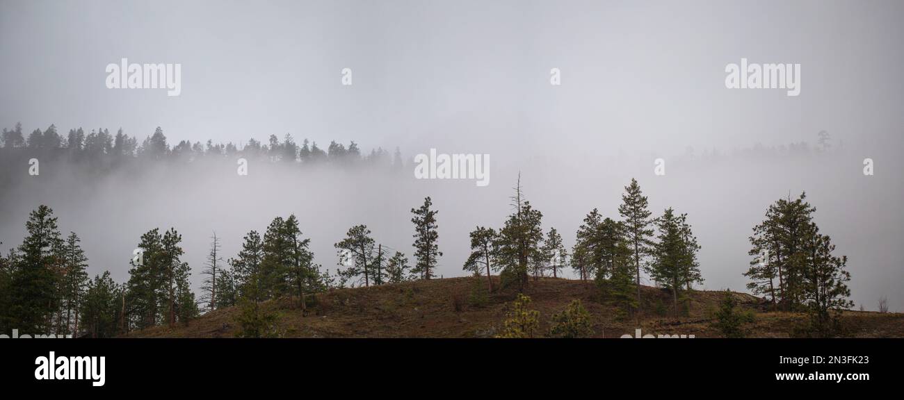 Dense fog over forest hi-res stock photography and images - Alamy
