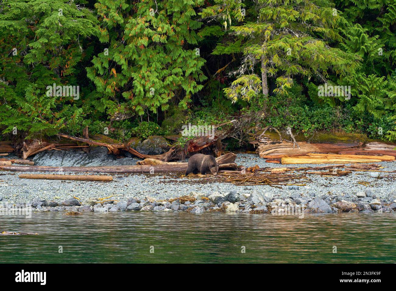 Grizzly Bear Foraging on a West Coast Beach. A grizzly bear feeding on ...