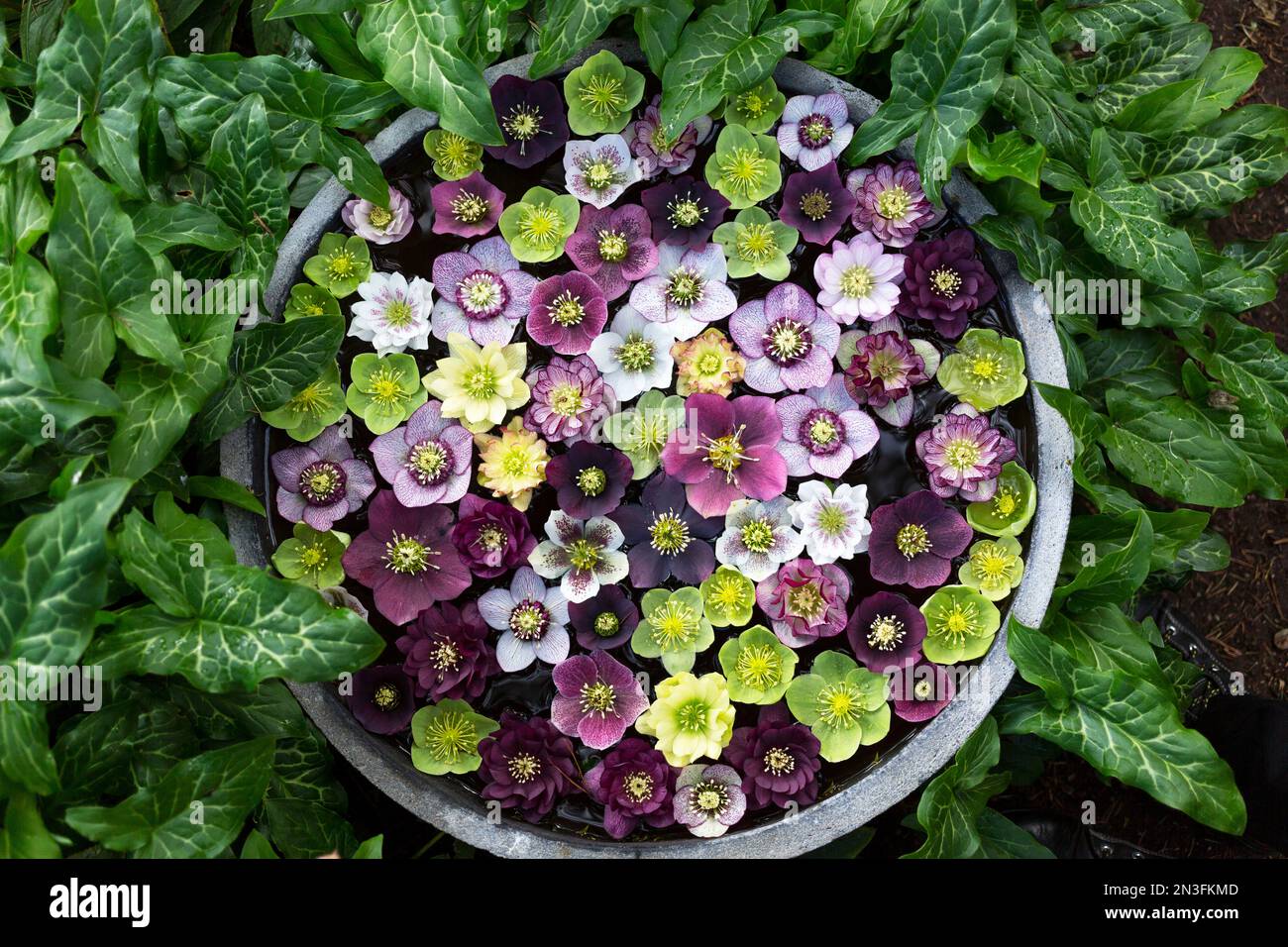View from above of floating Hellebore blossoms in a planter surrounded ...