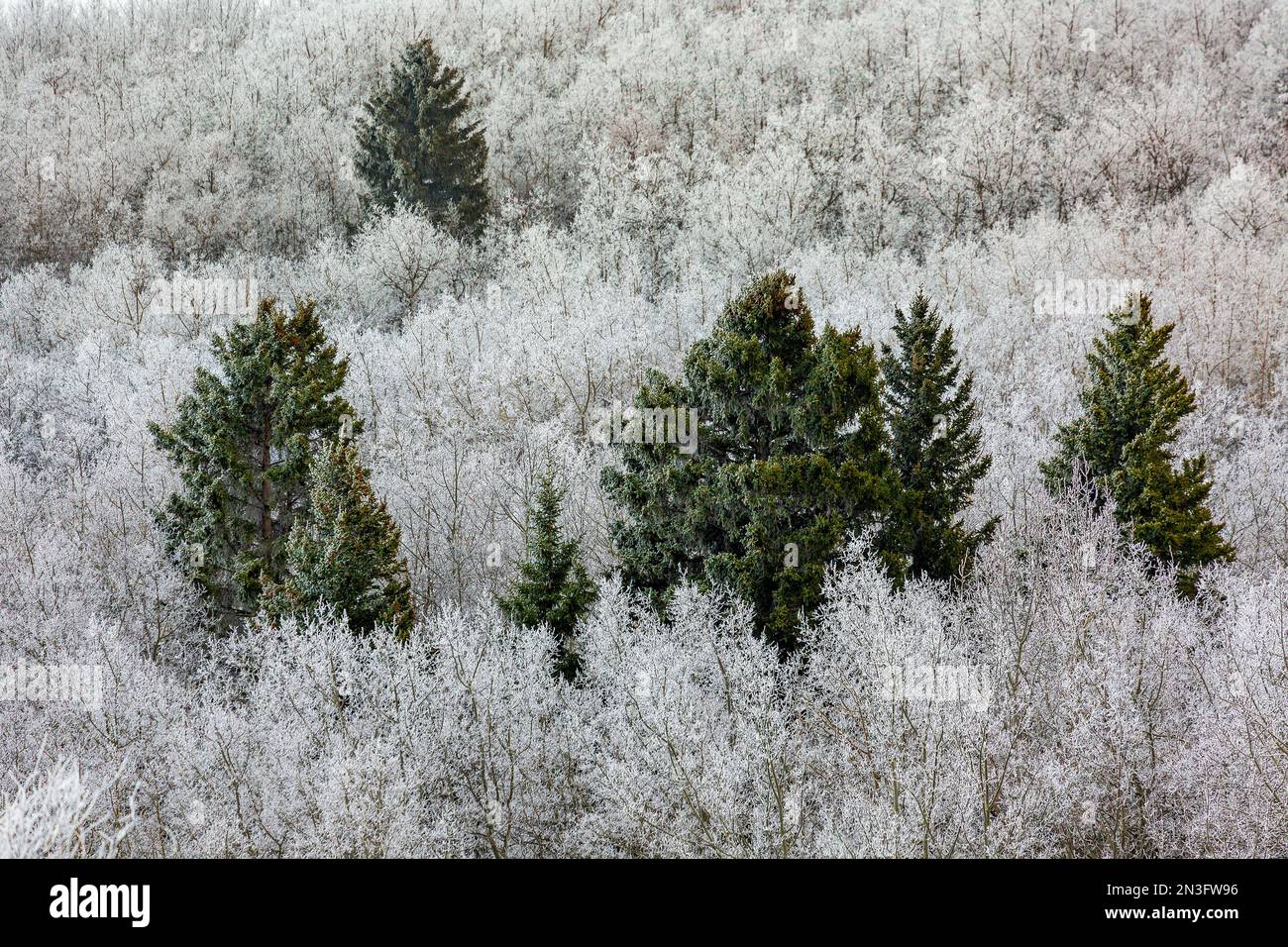 Frosted evergreen trees amongst a hillside of frosted deciduous trees ...