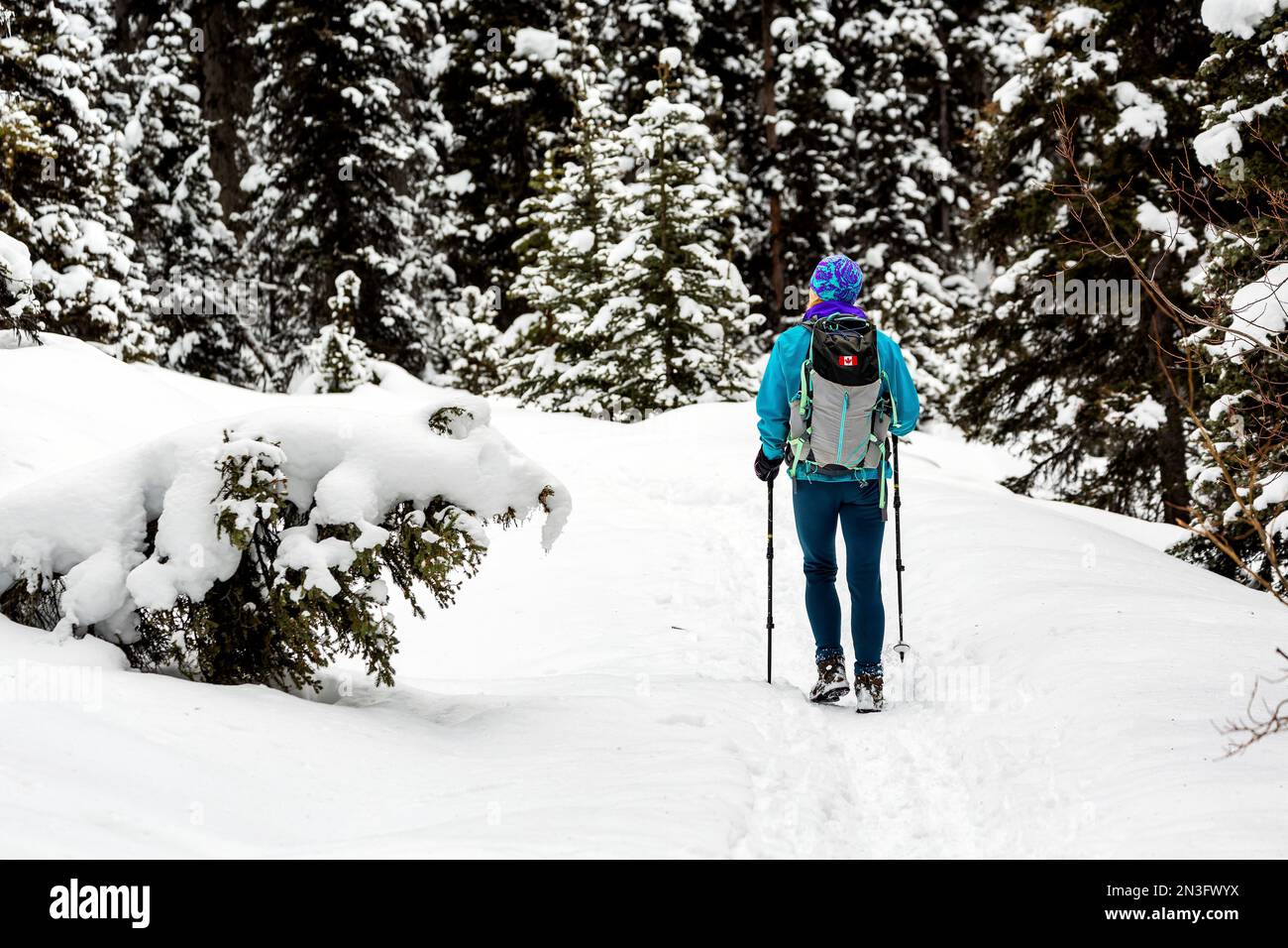 Female Snowshoeing On A Snow Covered Trail With Snow Covered Evergreens