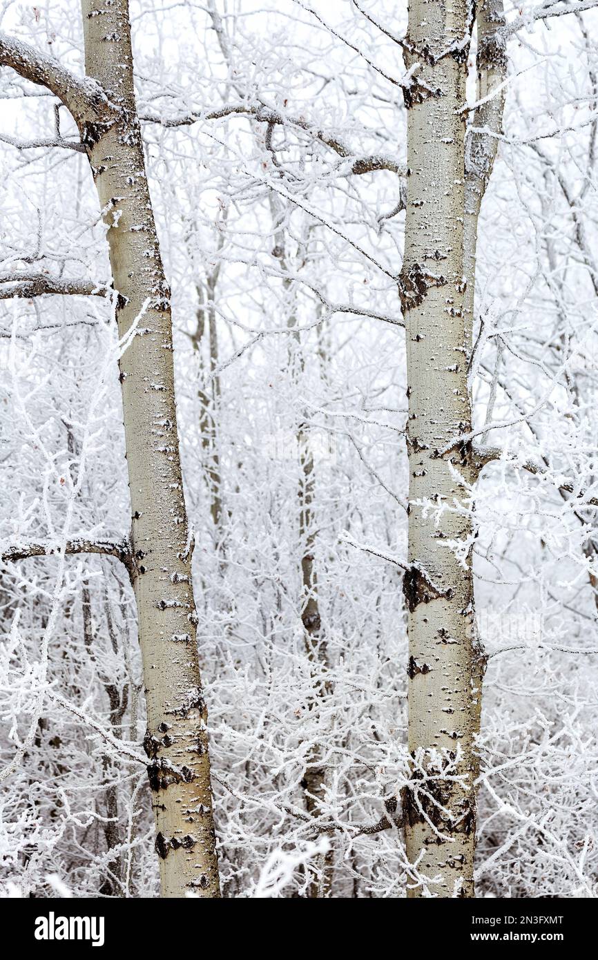 Aspen tree trunks hi-res stock photography and images - Alamy