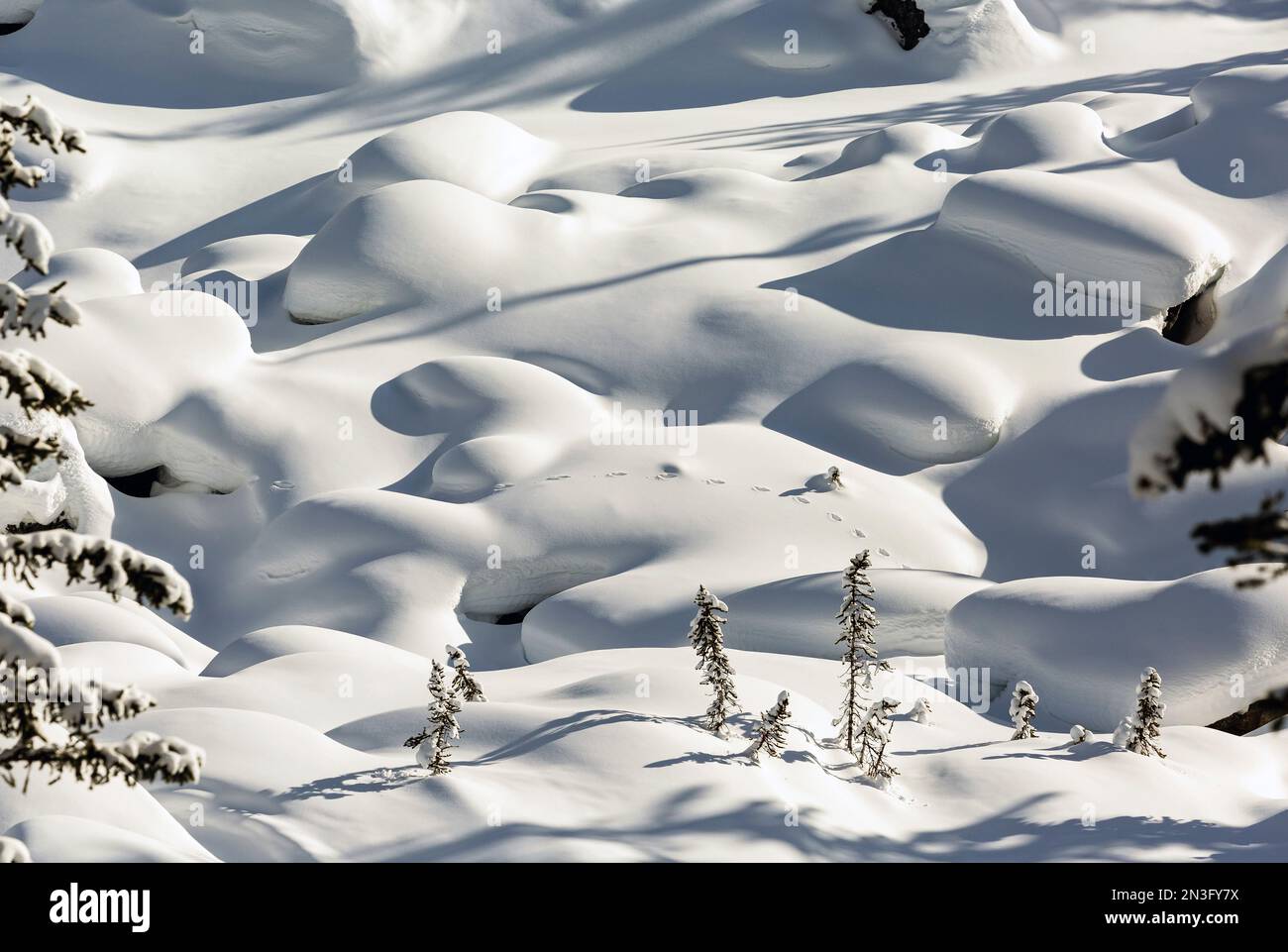 Snow-covered rocky moraine framed by snow-covered evergreen trees in ... Snow-covered rocky moraine framed by snow-covered evergreen trees in ...