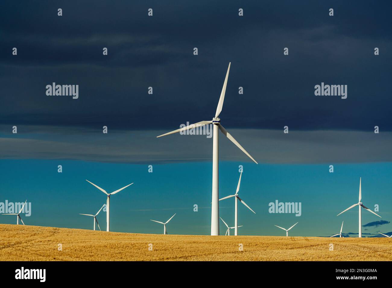Large metal wind turbines in a rolling stubble field with Chinook arc ...
