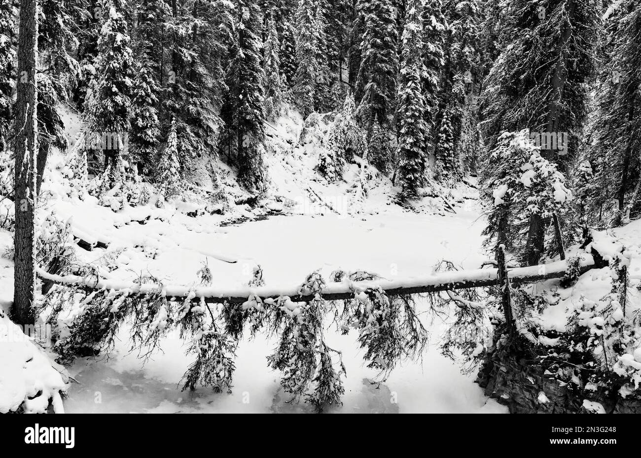 Fallen tree over a frozen stream during winter in Banff National Park ...