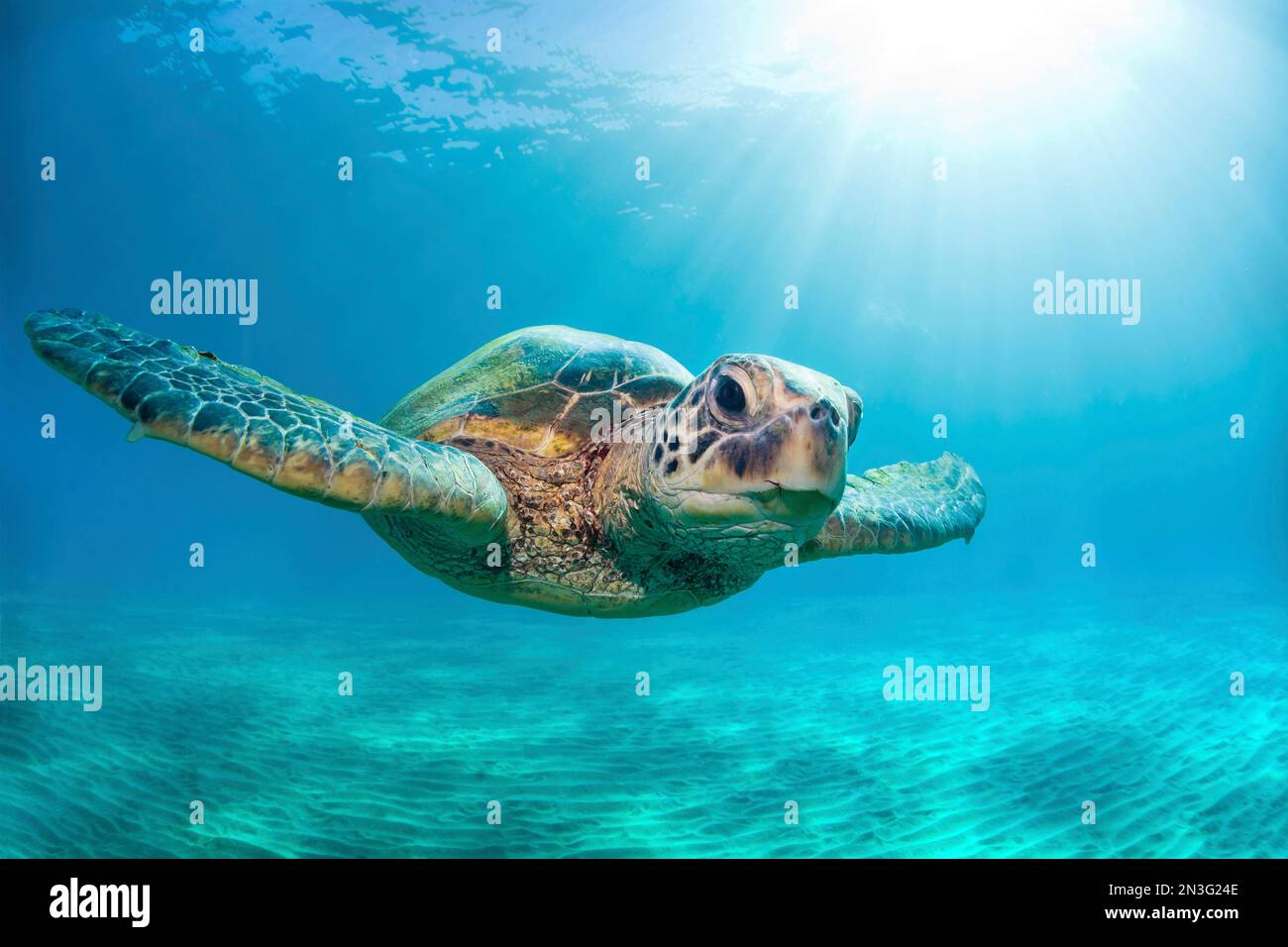 Turtle swimming to camera hi-res stock photography and images - Alamy