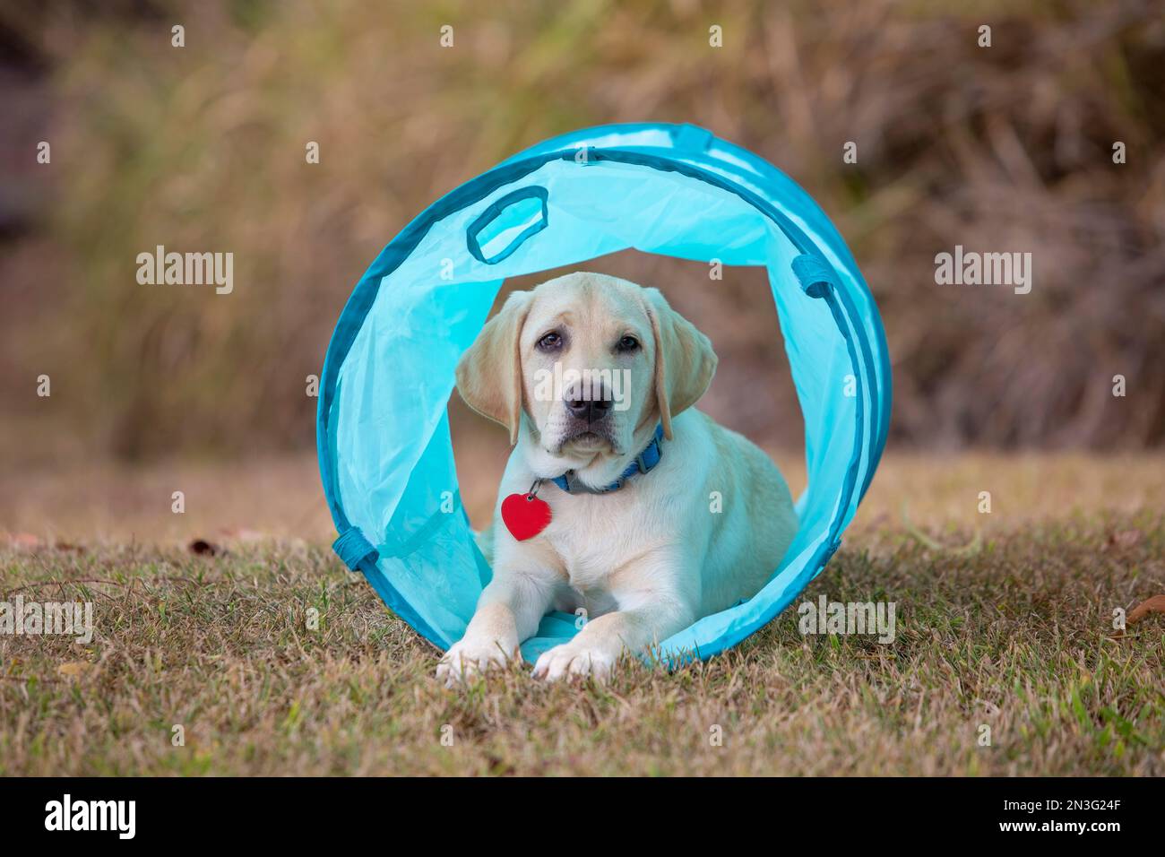 Yellow Labrador Retriever puppy lying in a blue play tunnel on the ...