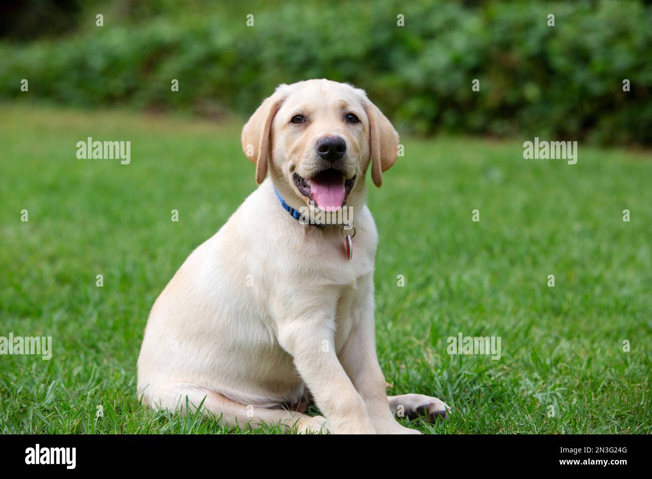 Yellow Labrador Retriever puppy sitting on the grass; Maui, Hawaii ...