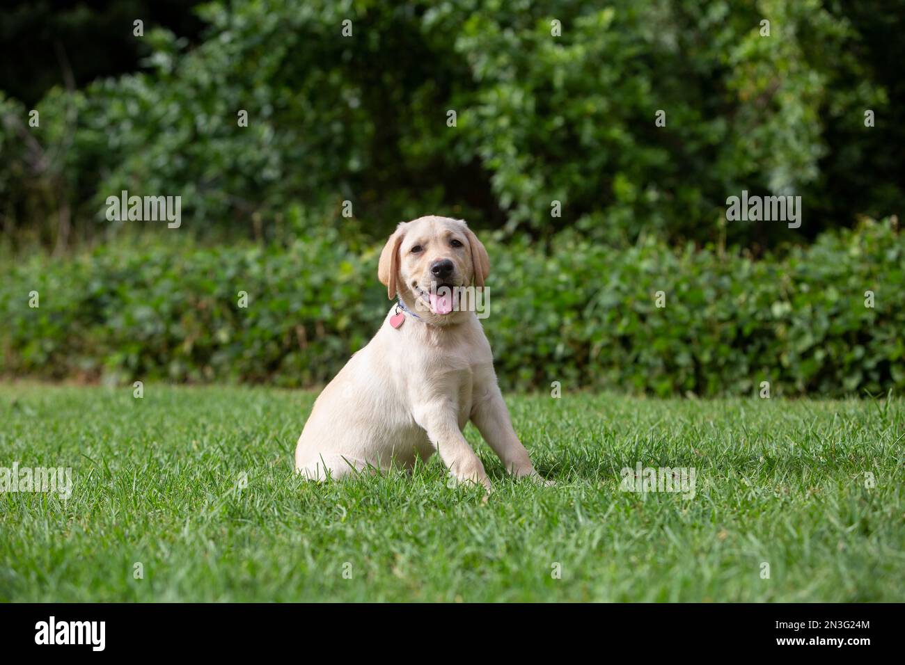 Yellow Labrador Retriever puppy sitting on the grass; Maui, Hawaii ...