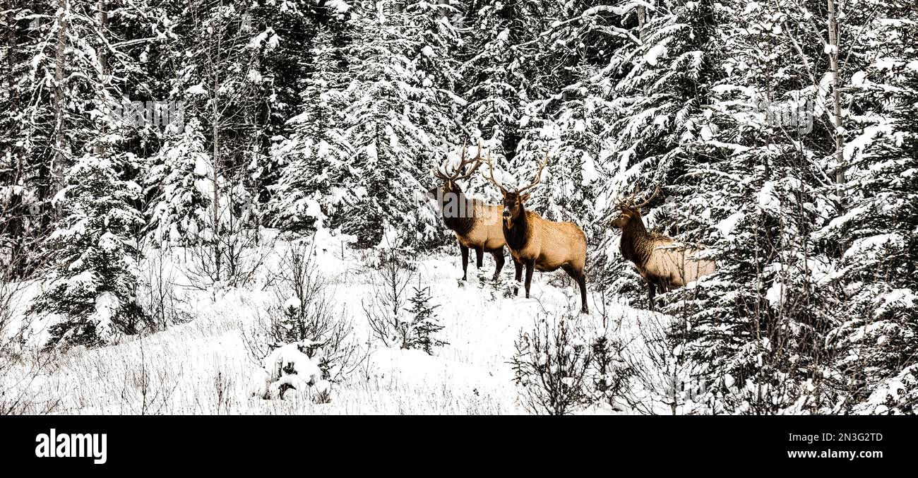 Three bull elk (Cervus elaphus canadensis) standing in a snow-covered ...