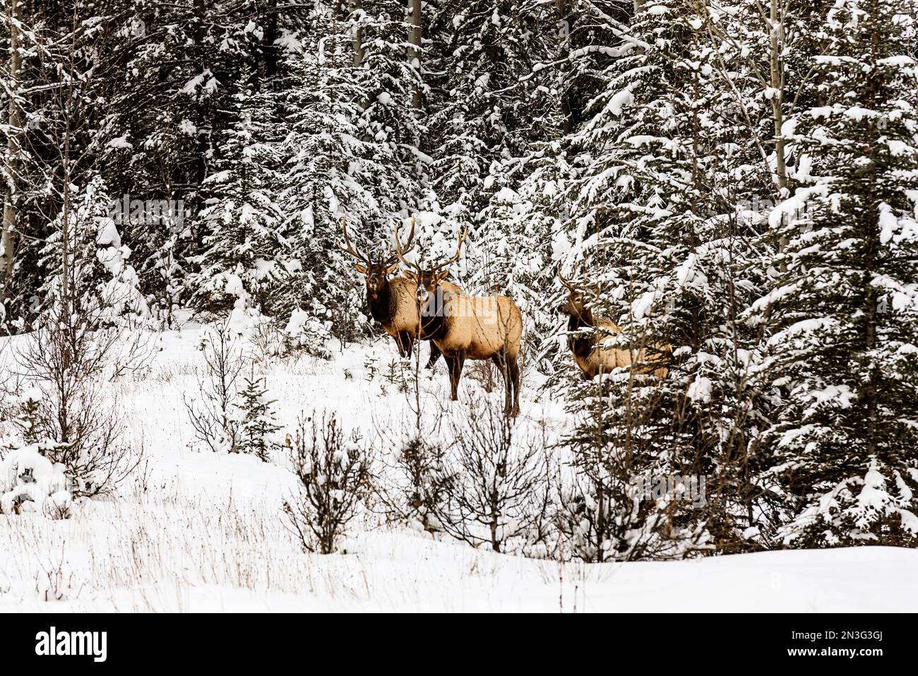 Three bull elk (Cervus elaphus canadensis) standing in a snow-covered ...