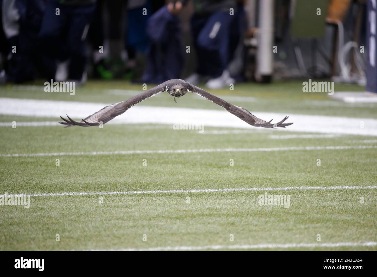 Taima, an Augur hawk that serves as the Seattle Seahawks' live mascot ...