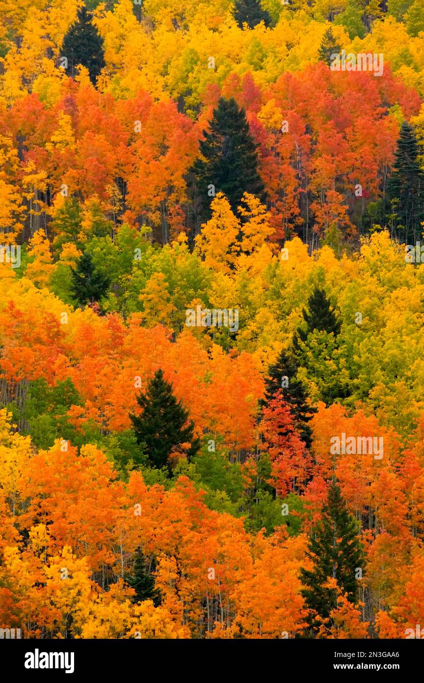 Pinus ponoderosa hi-res stock photography and images - Alamy