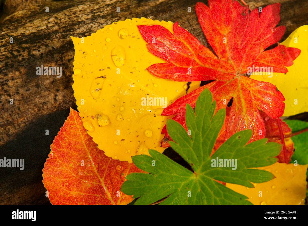 Red geranium autumn fall leaves hi-res stock photography and images - Alamy
