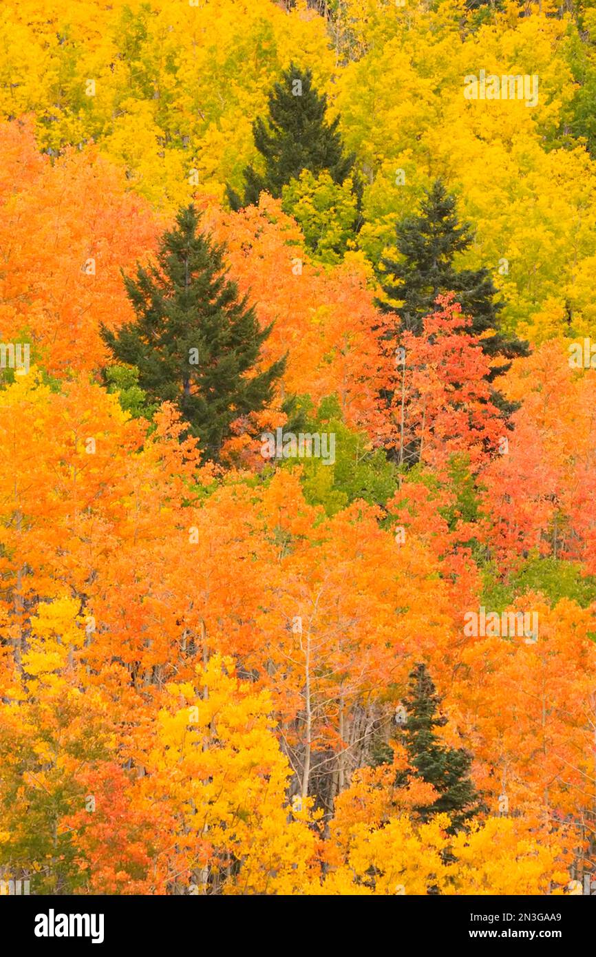 Santa fe national forest hi-res stock photography and images - Alamy