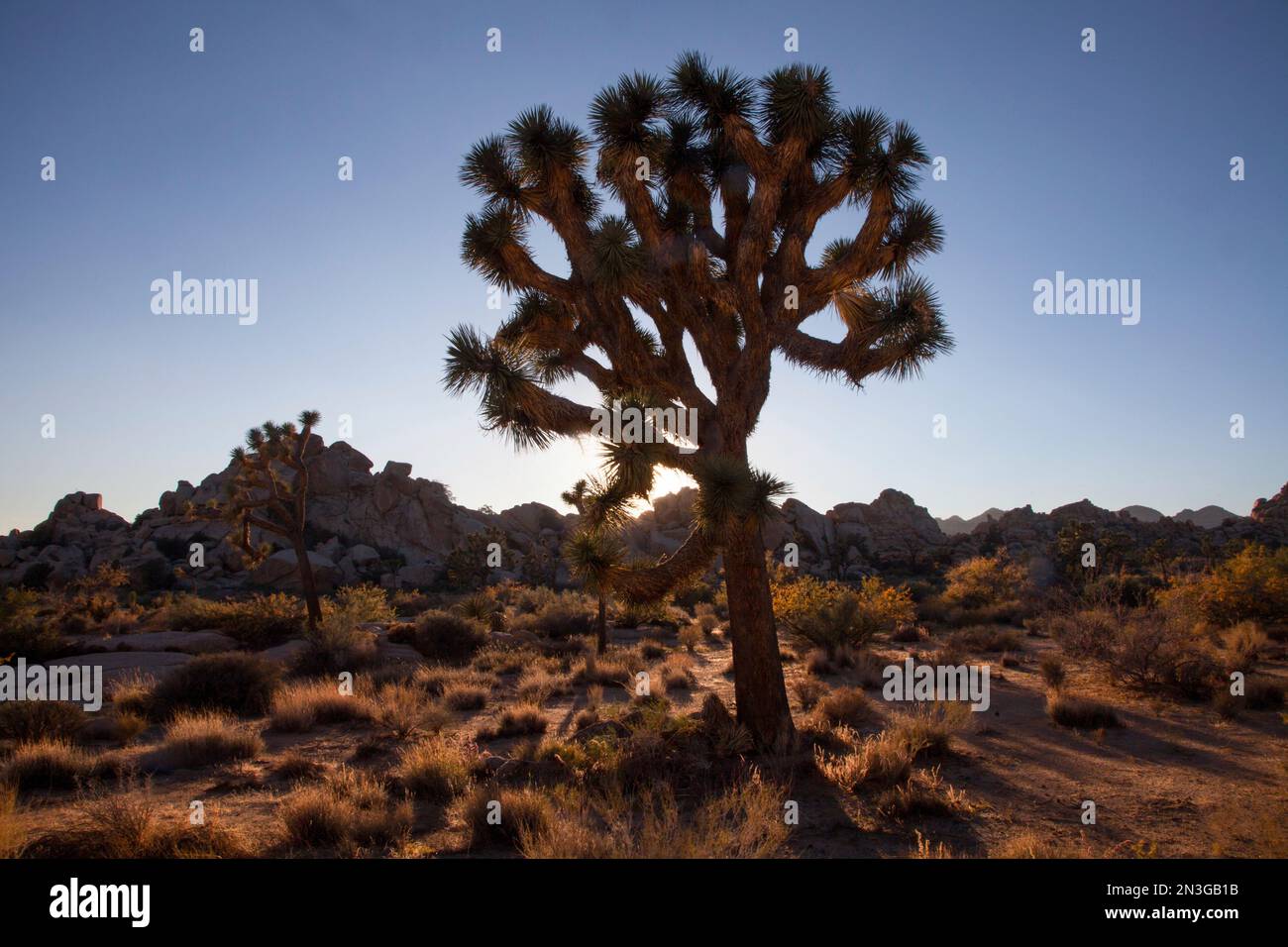 Joshua north hi-res stock photography and images - Alamy
