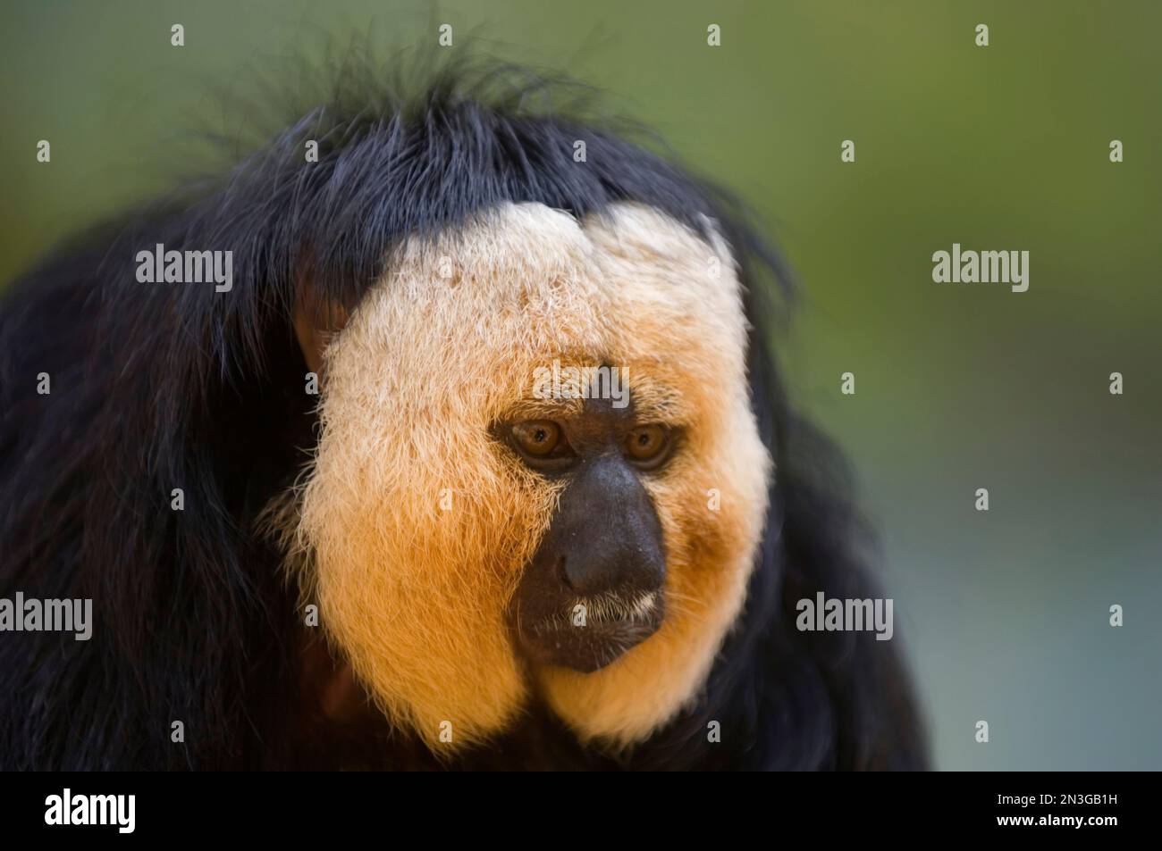 White-Faced Saki (Pithecia pithecia) at the Houston Zoo; Houston, Texas ...