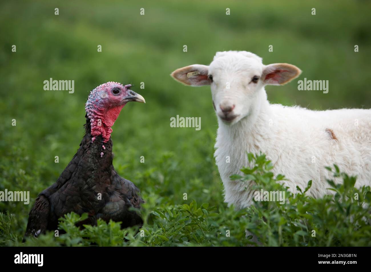 Katahdin Lamb and a Bronze Turkey hang out on a farm in Kansas ...
