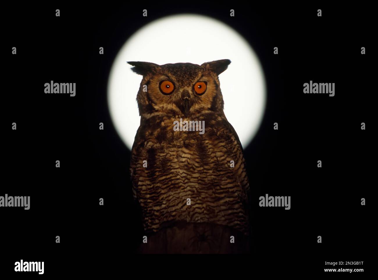 Owl With Red Eyes Creepy