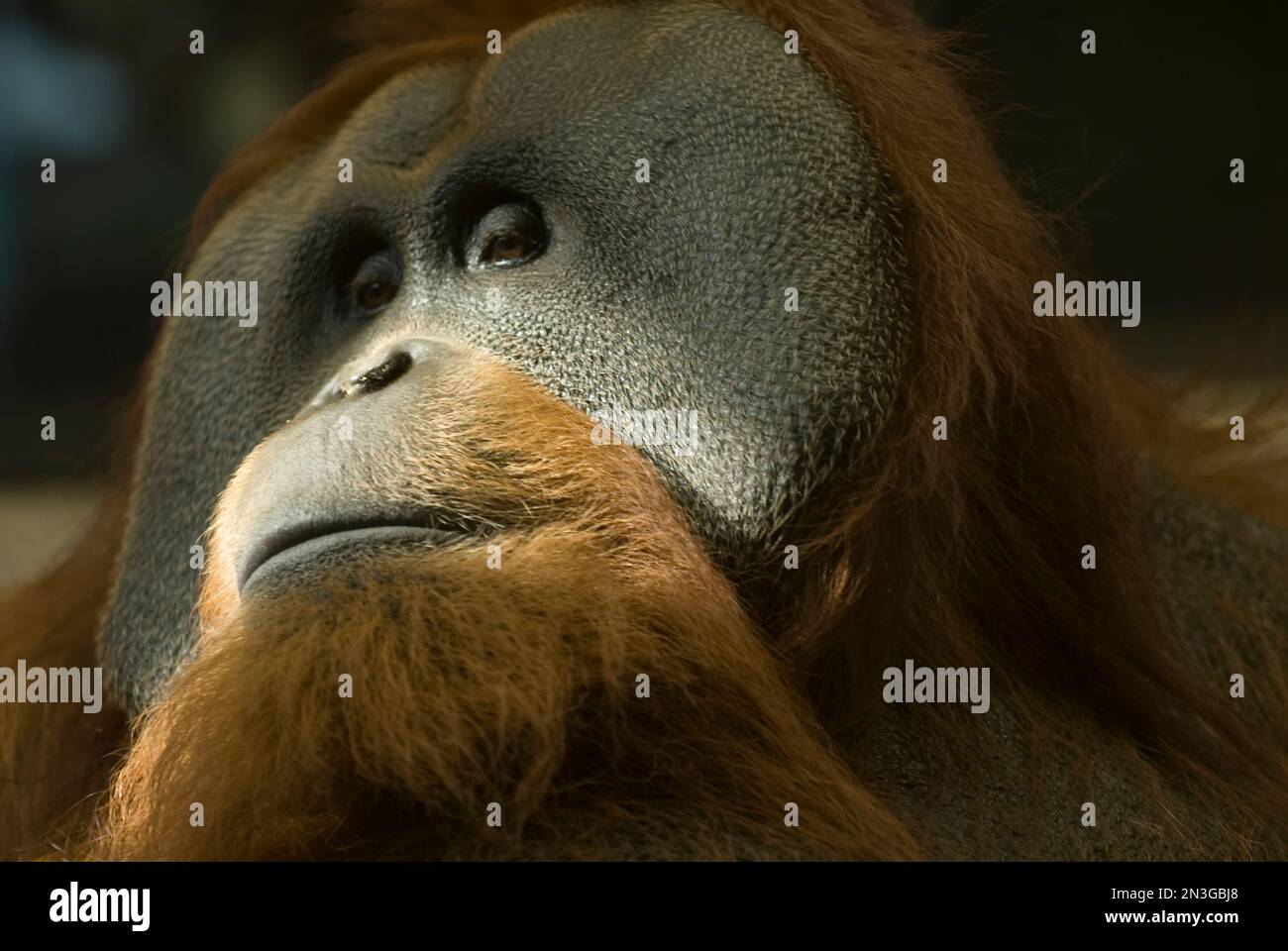 Sumatran orangutan (Pongo abelii) at a zoo; Wichita, Kansas, United ...