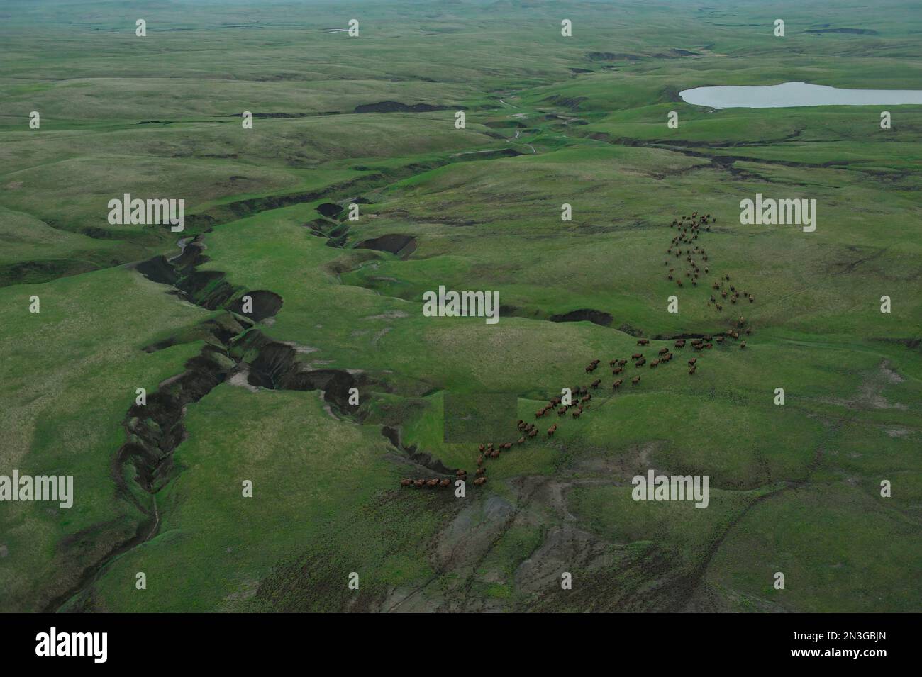 Aerial view of bison (Bison bison) grazing on a ranch near Fort Pierre ...
