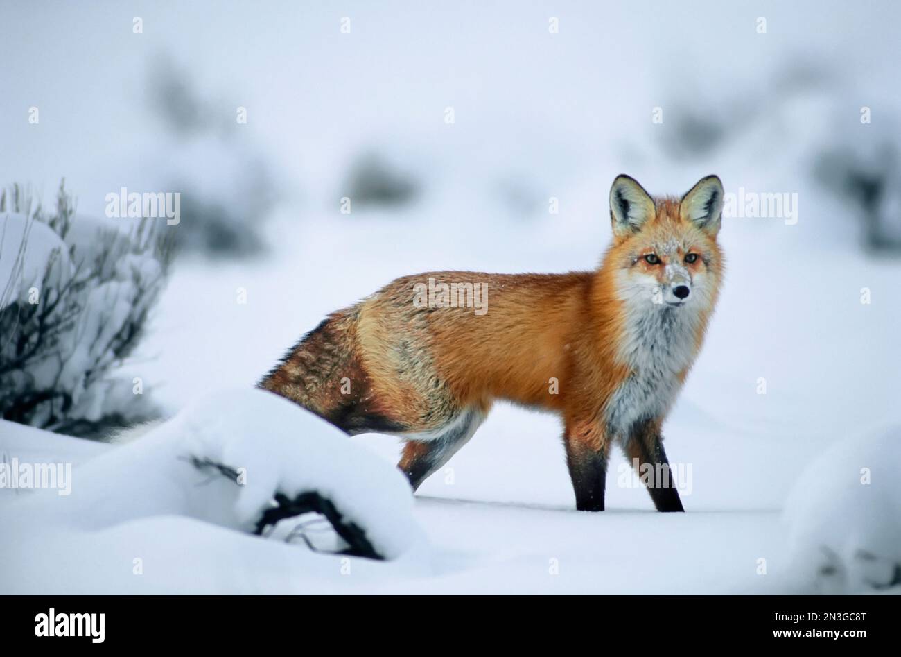 An alert Red fox (Vulpes vulpes) in Yellowstone National Park, Wyoming ...