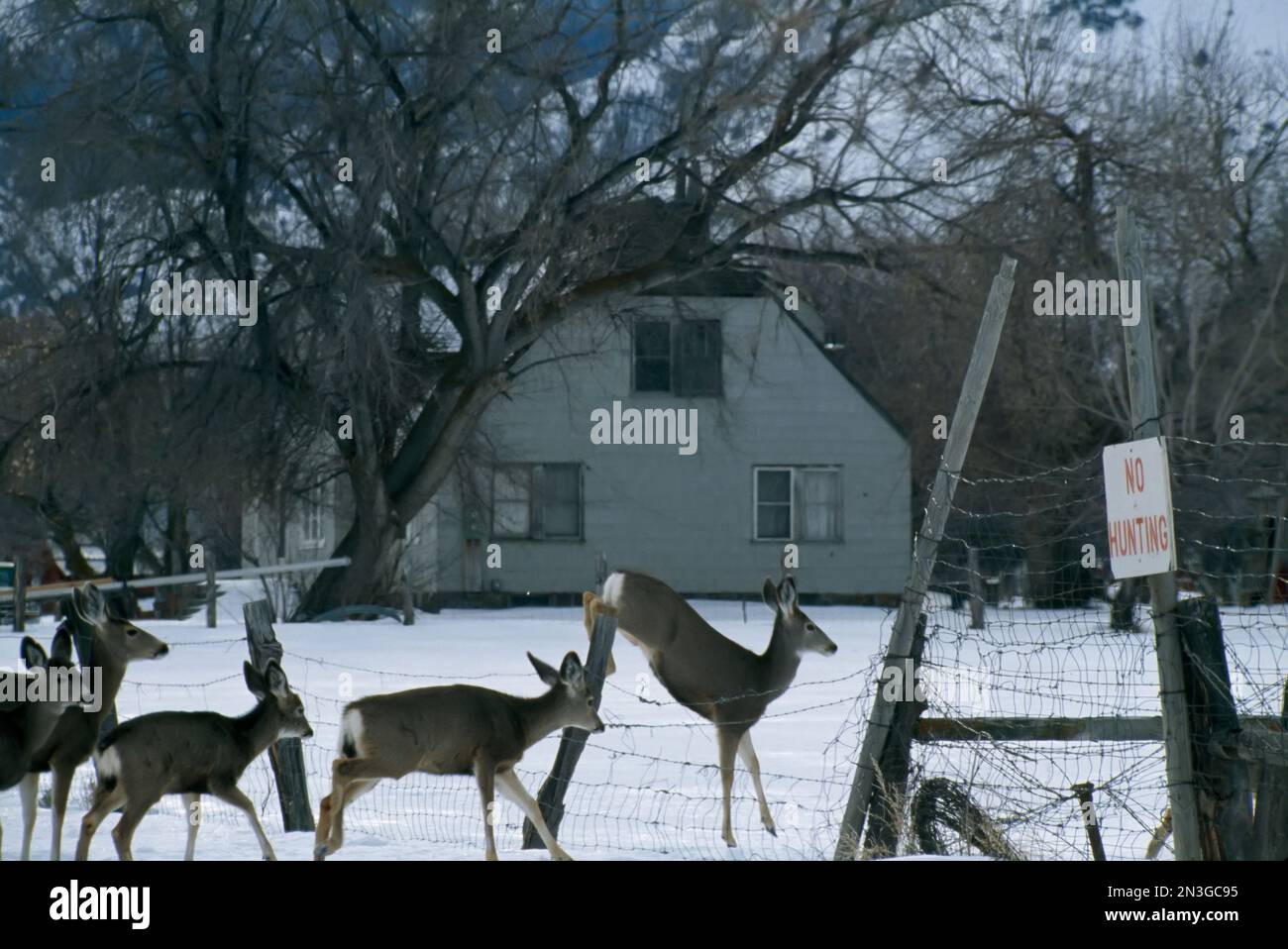 A few Mule deer (Odocoileus hemionus) jump a fence that supports a NO ...
