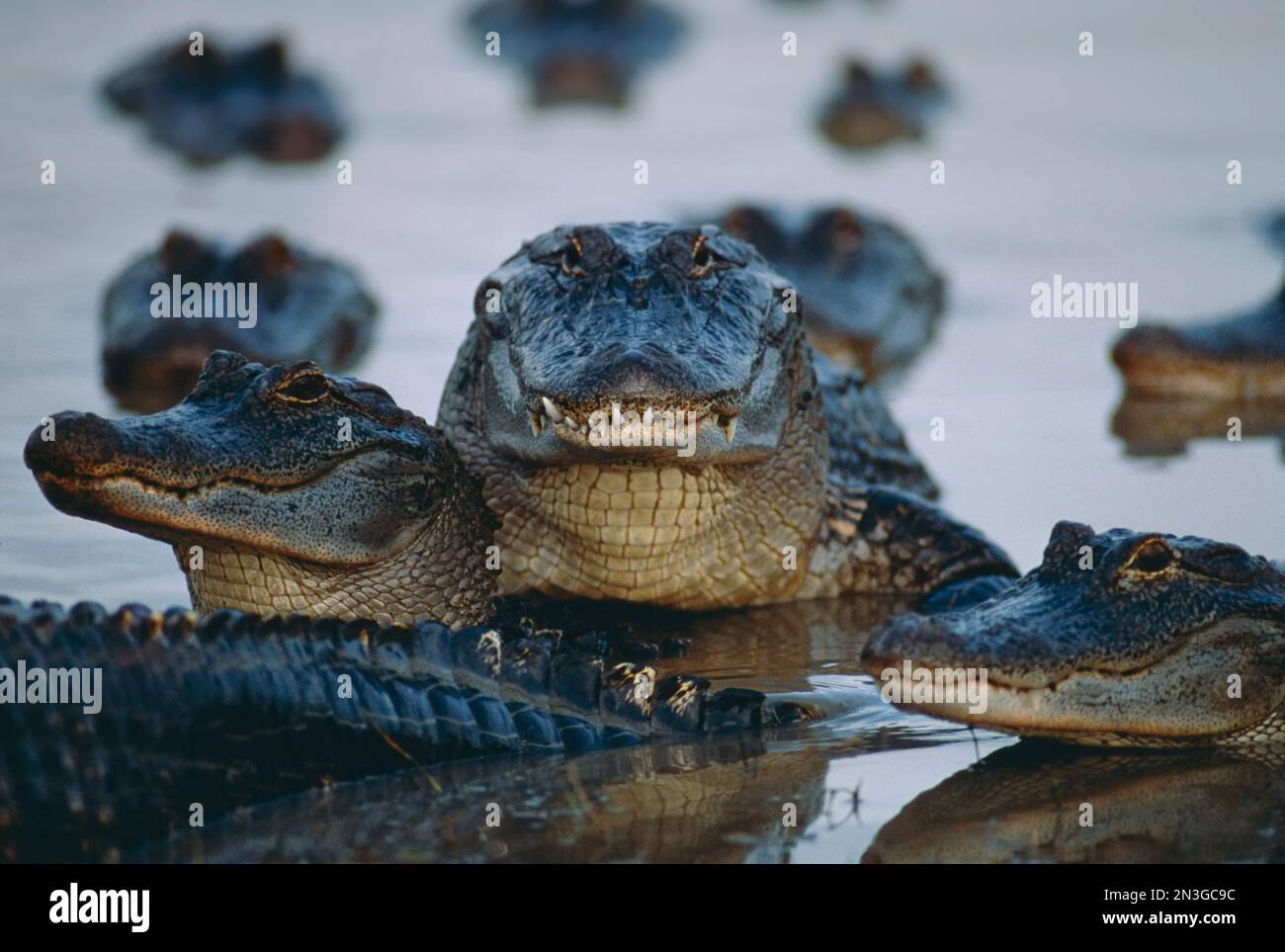 Southeastern states hi-res stock photography and images - Alamy