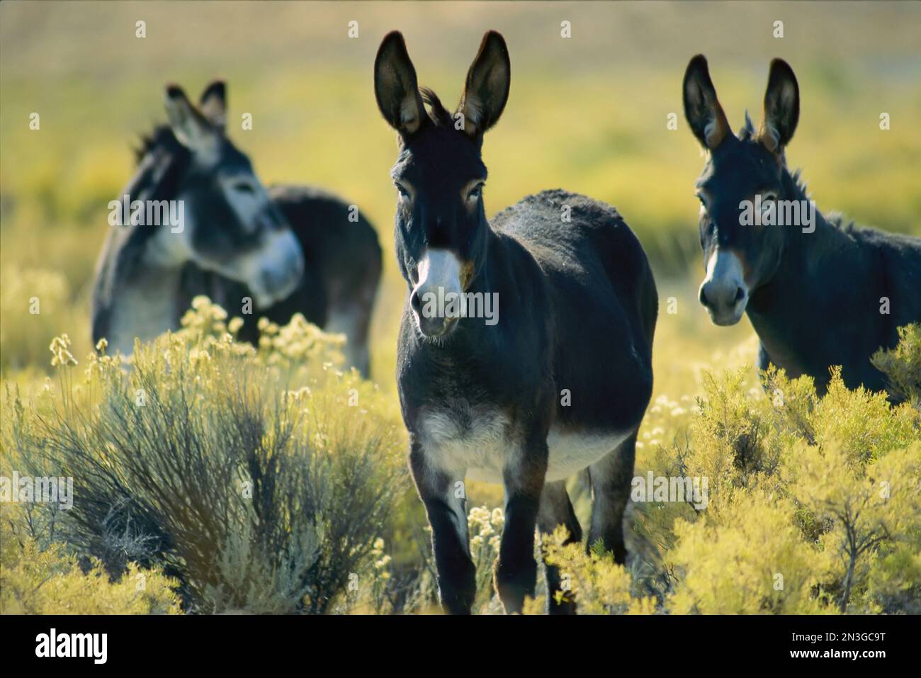 Three wild burros standing in sagebrush (Artemisia tridentata), Sheldon ...