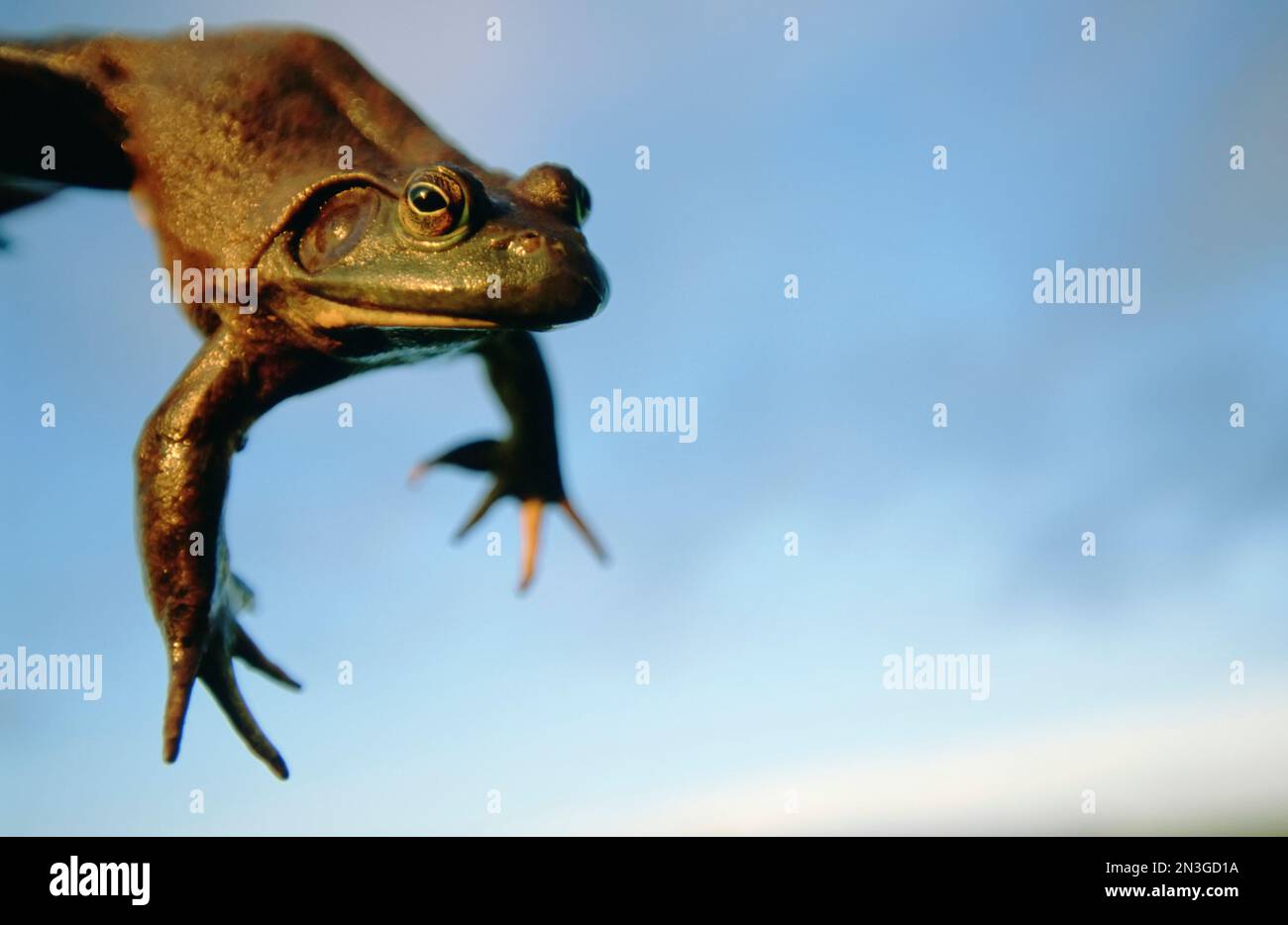 Leaping jumping frog hi-res stock photography and images - Alamy