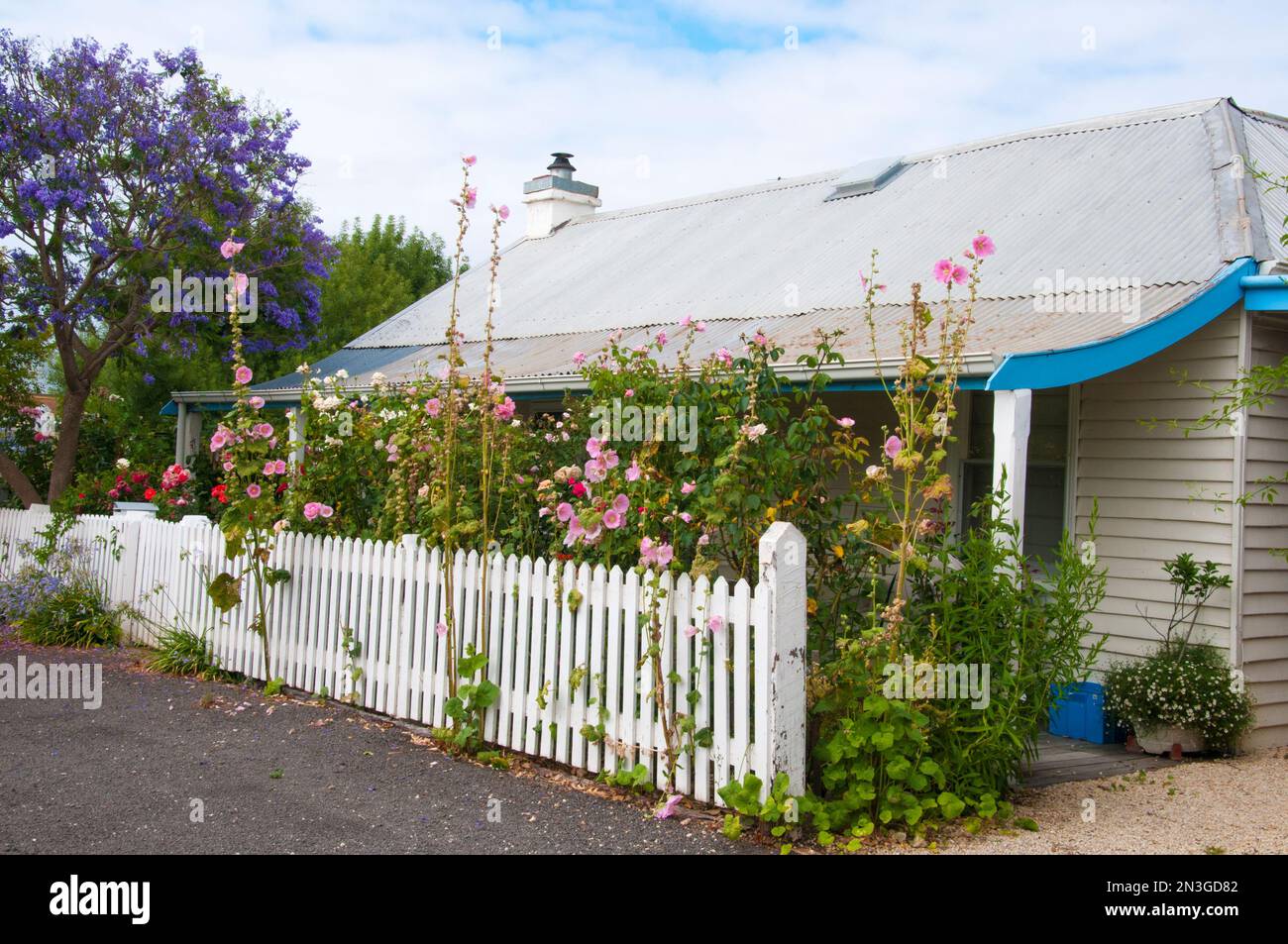 Hollyhocks feature prominently in a cottage garden in Penola ...