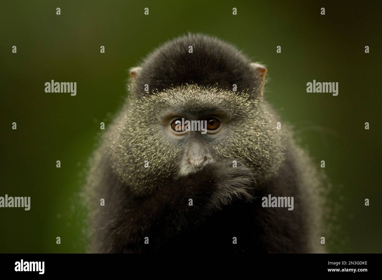 From omaha nebraska zoo hi-res stock photography and images - Alamy