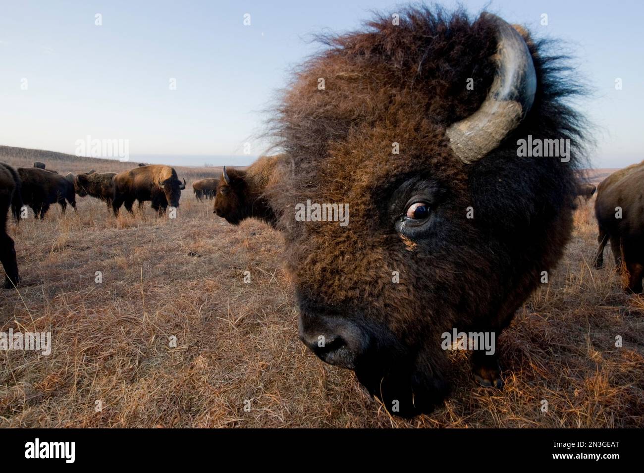Wild American bison (Bison bison) roam on a game preserve near Canton ...