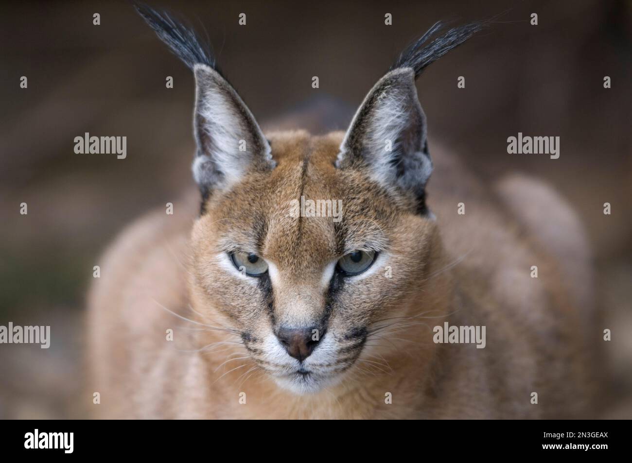 Portrait of a Caracal lynx (Caracal caracal) at the Great plains Zoo ...