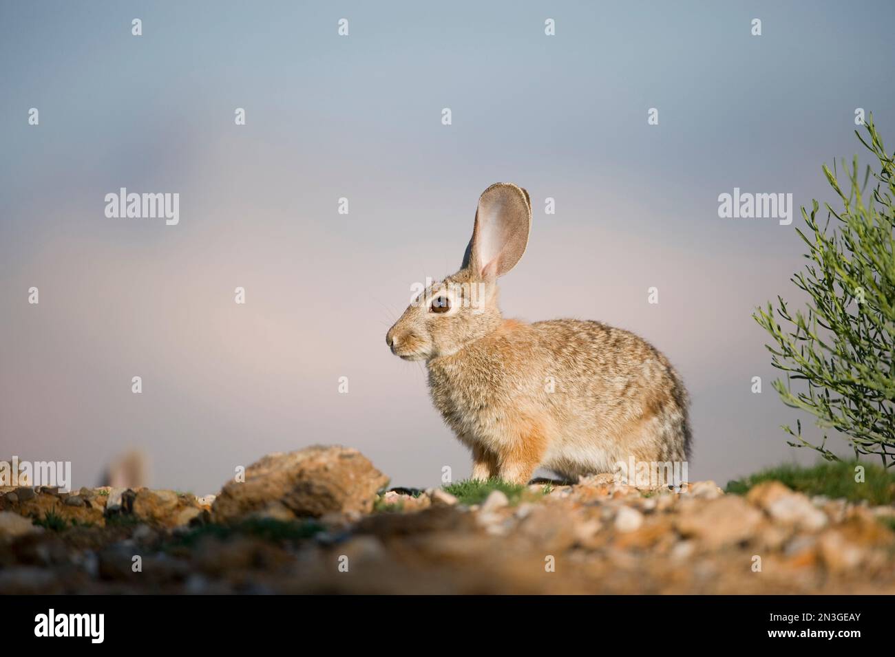 Cottontail in nevada hi-res stock photography and images - Alamy