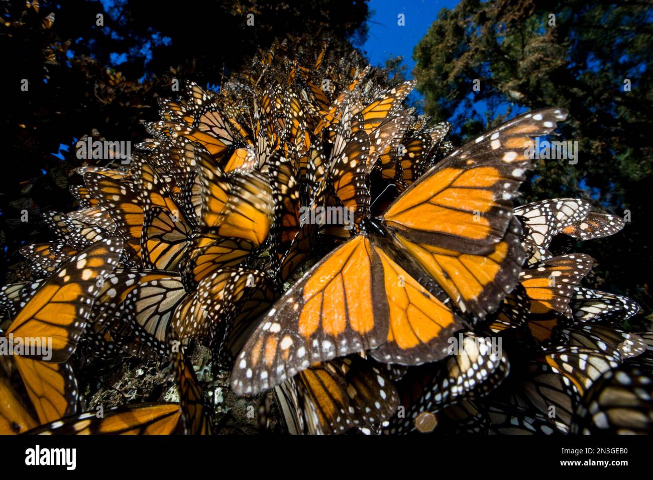 Millions of monarch butterflies (Danaus plexippus) cover every inch of ...