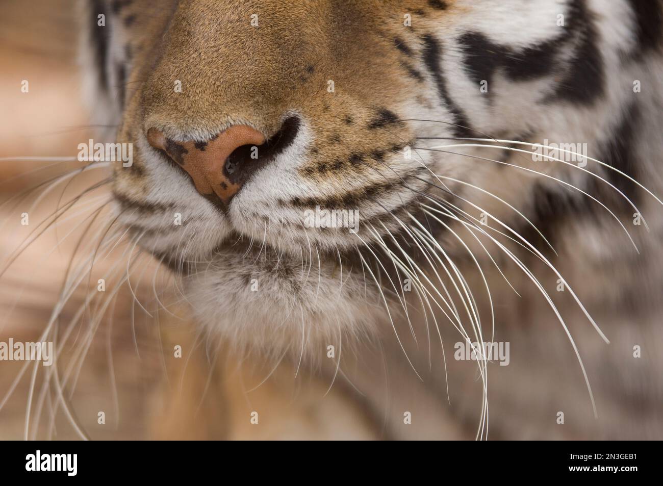Amur tiger (Panthera tigris altaica) at the Rolling Hills Wildlife ...