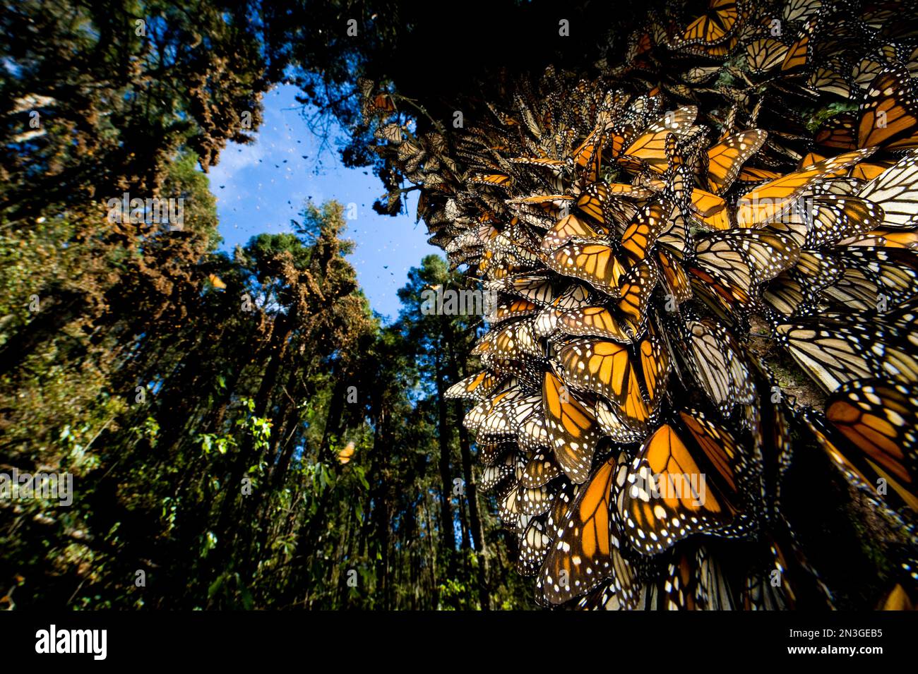 Millions of monarch butterflies (Danaus plexippus) cover every inch of ...