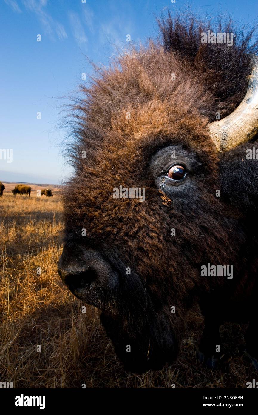 Wild American bison (Bison bison) roam on a game preserve in Kansas ...