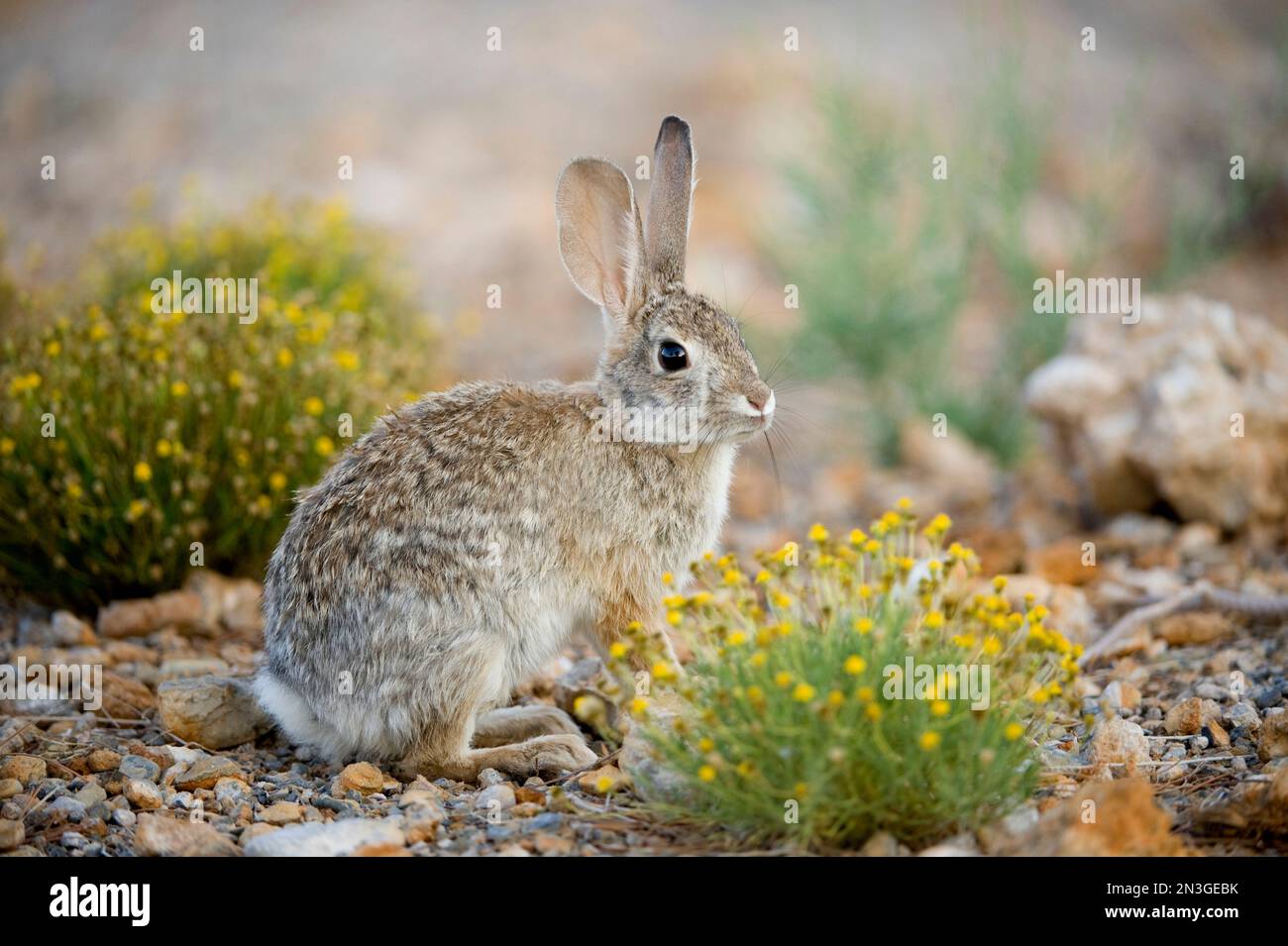 Cottontail rabbits hi-res stock photography and images - Alamy