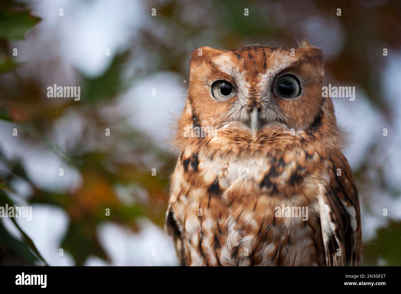 Portrait of a captive Eastern screech owl (Megascops asio) at Ryerson ...