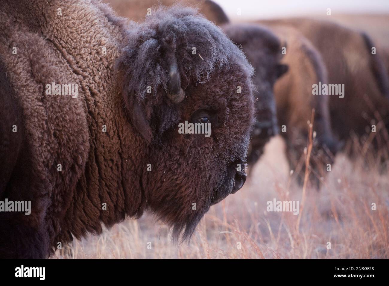 Close-up of the side view of a bison head on a grazing on a field at a ...