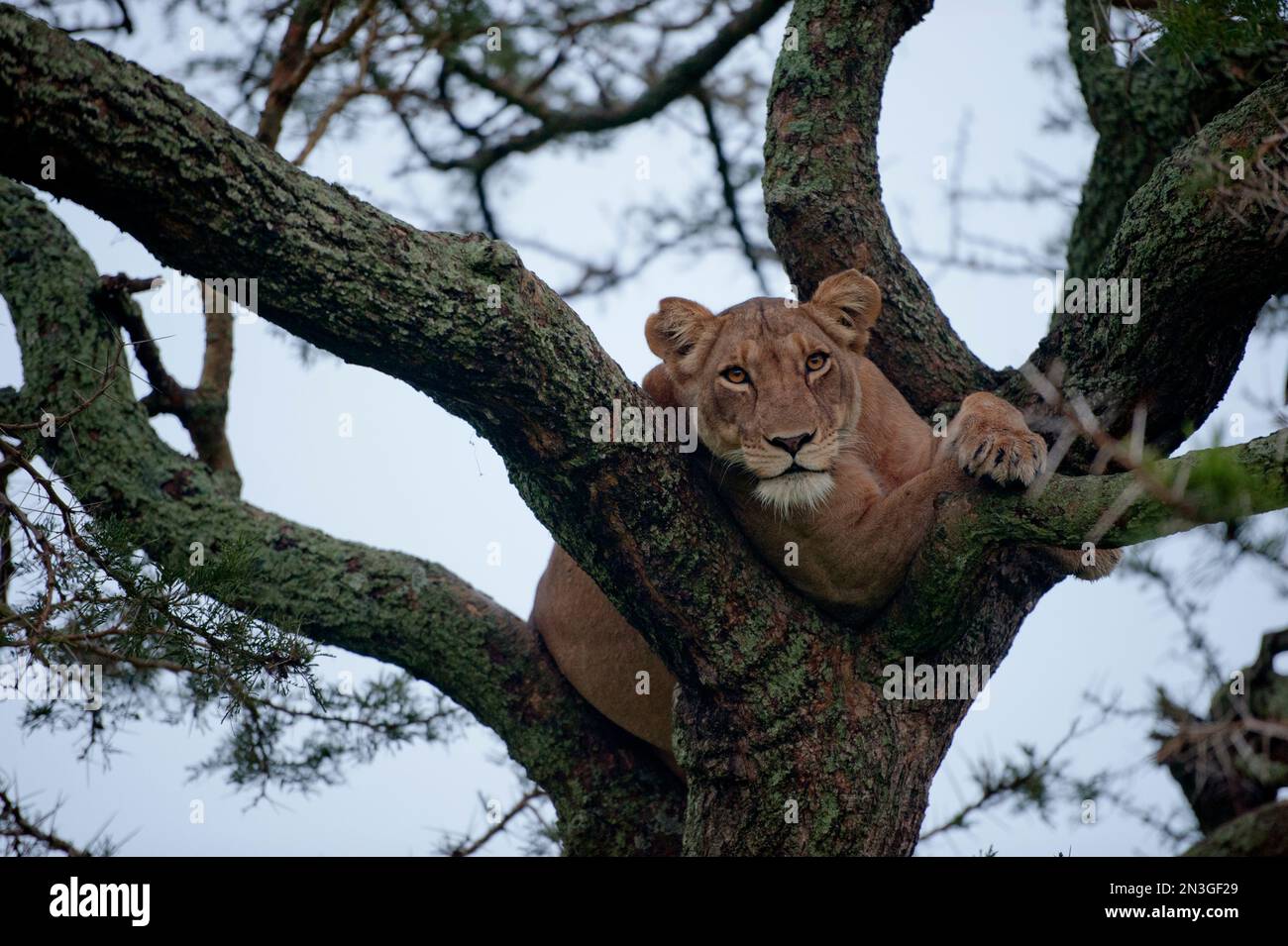 An African lion (Panthera leo) climbs a tree to sleep in Queen ...