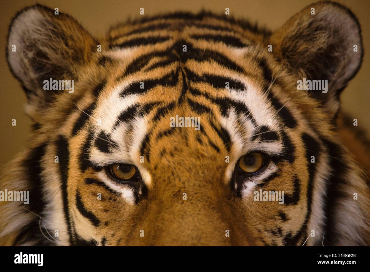 Close-up of the face of an Amur Tiger (Panthera tigris altaica), also ...