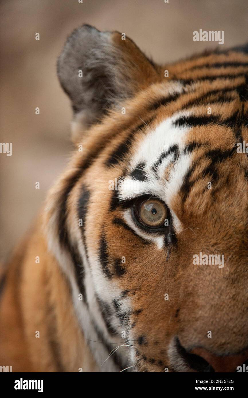 Close-up of the face of an Amur Tiger (Panthera tigris altaica), also ...