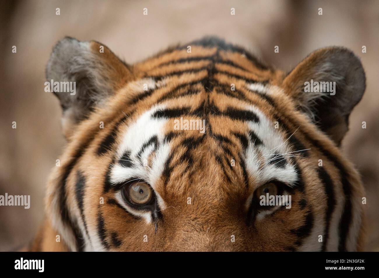 Close-up of the face of an Amur Tiger (Panthera tigris altaica), also ...