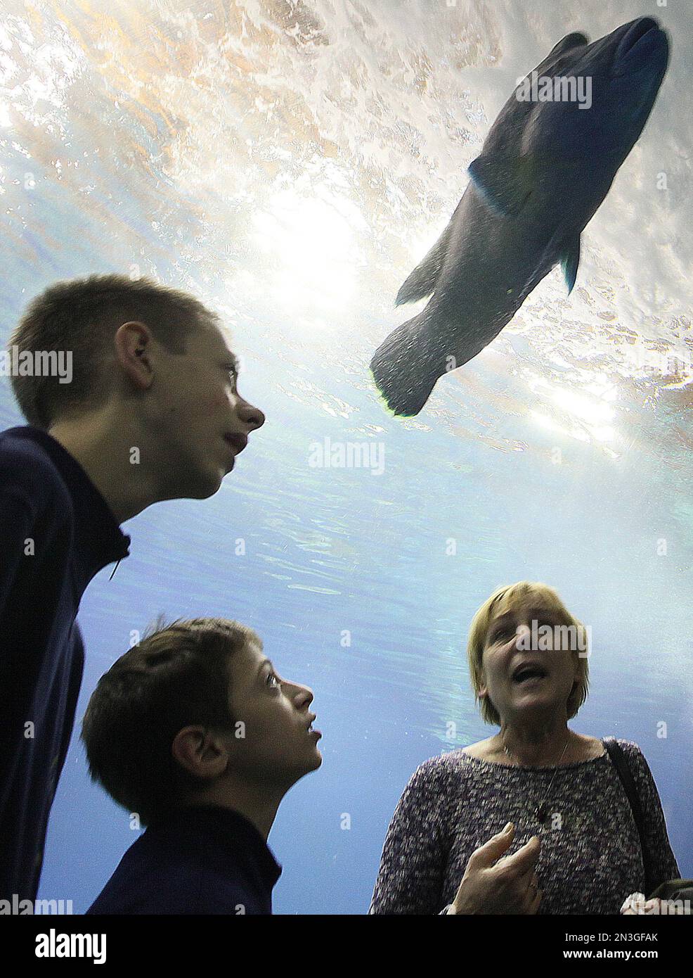 People watch fish in newly opened Africanarium zoo in Wroclaw , Poland ...