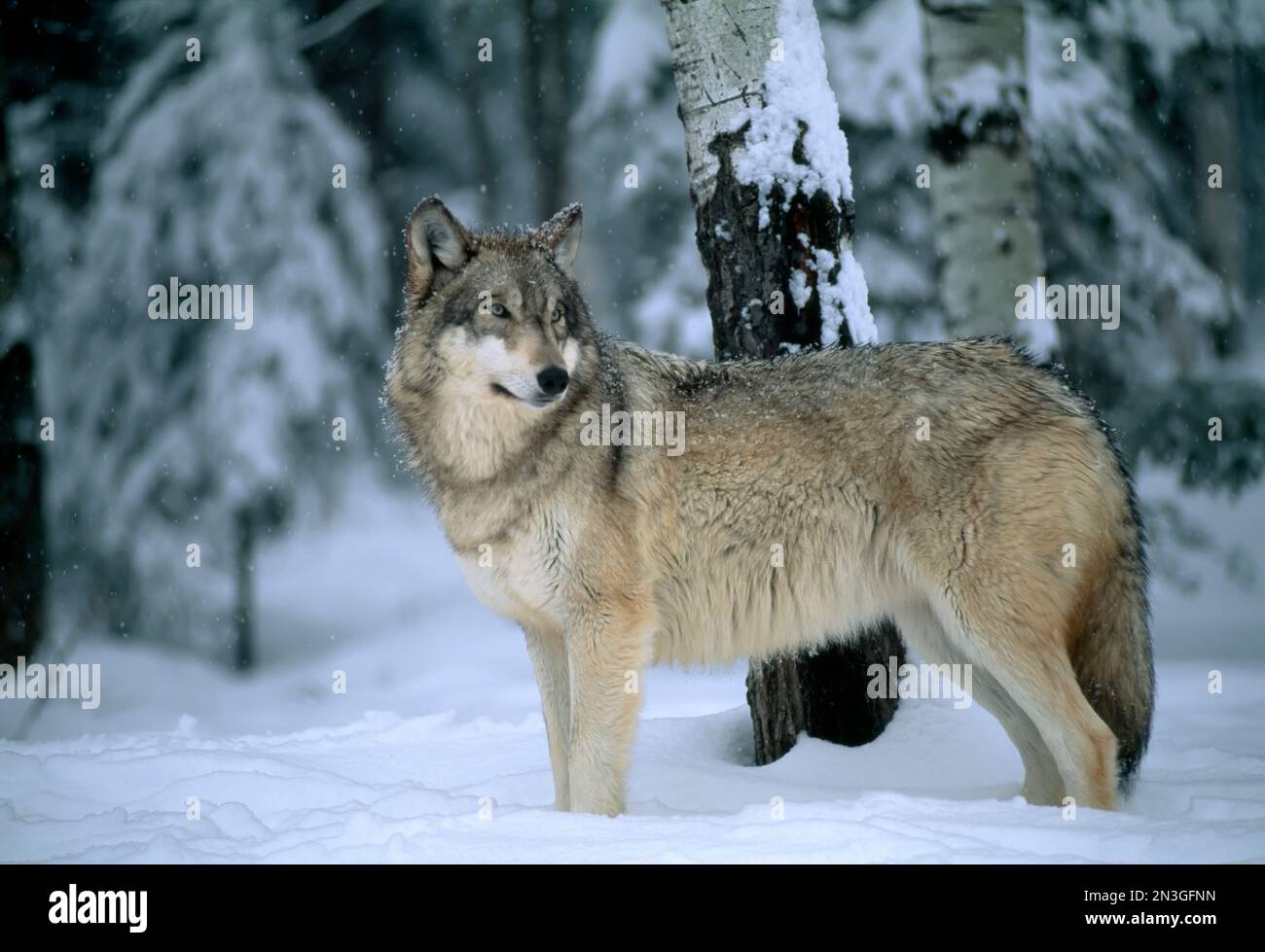 Portrait of a Gray wolf (Canis lupus) in a snowfall with snowflakes on ...